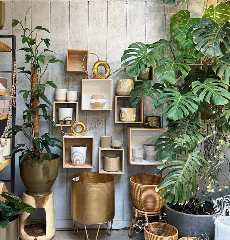 Indoor Plant Winter Care: Low Light, Dry Air, and Watering Tips ...