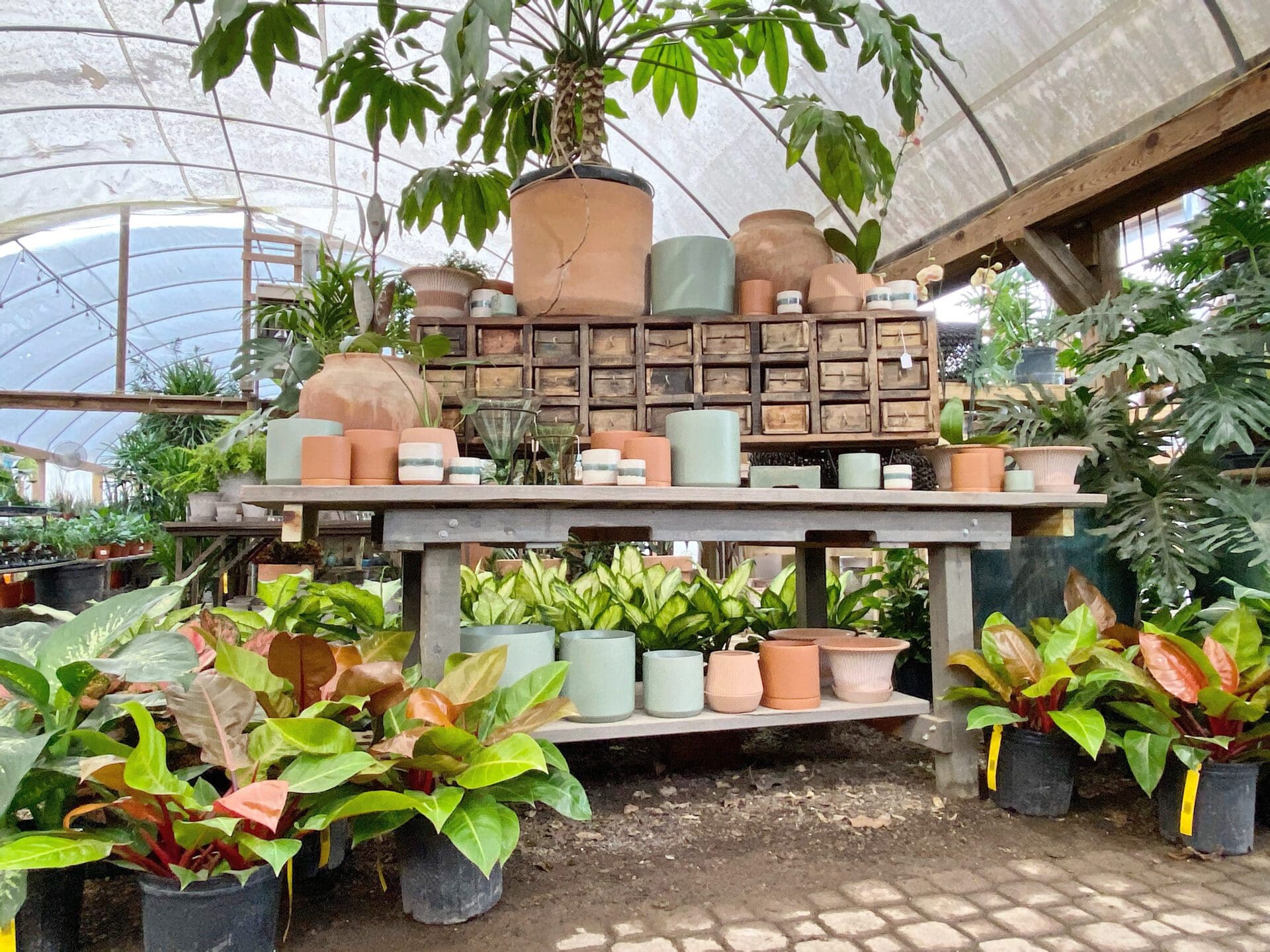 Evergreens | Hewitt Garden and Design Center