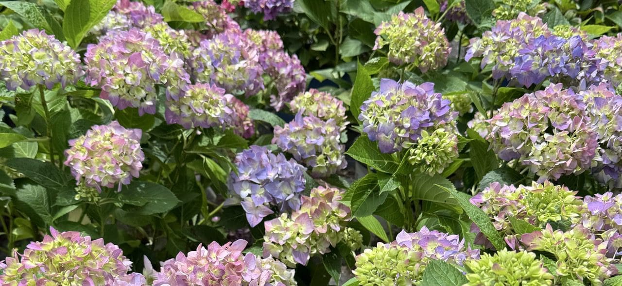 Shade or Sun? Finding the Perfect Spot for Your Hydrangeas | Hewitt ...